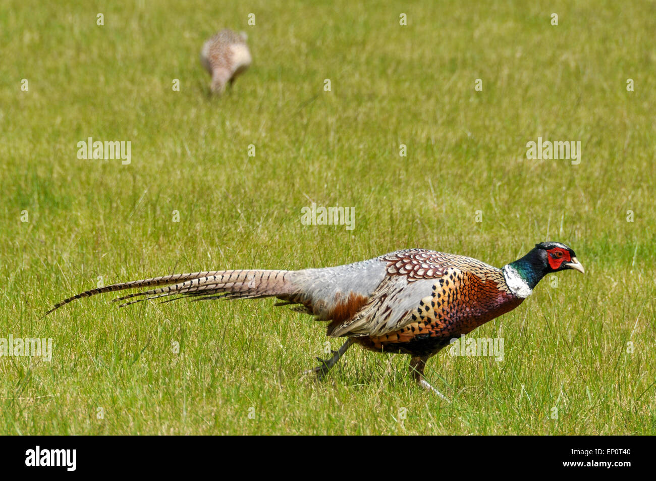 Male and female pheasant hi-res stock photography and images - Alamy