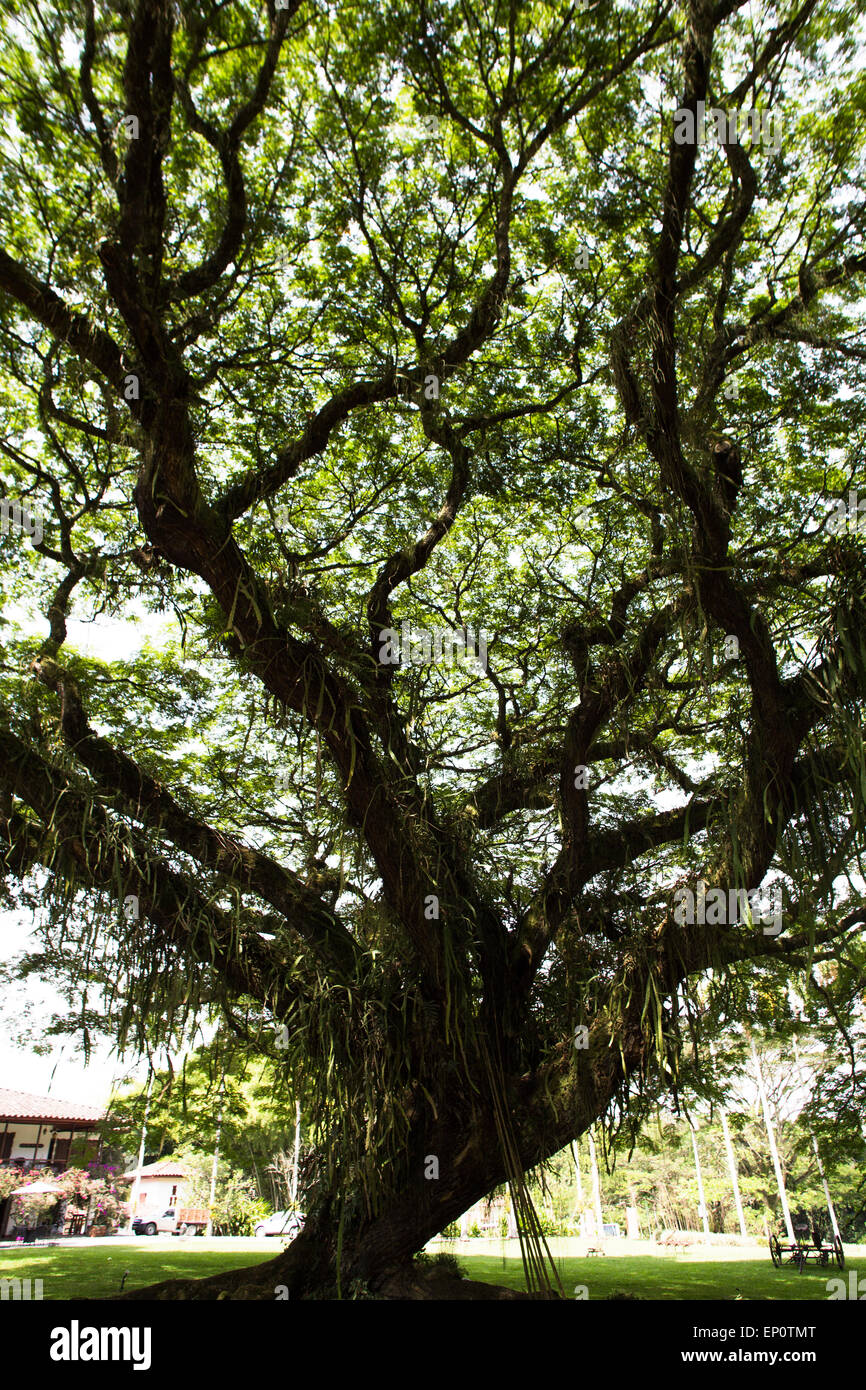 A rain tree in the colombian coffee area Stock Photo - Alamy