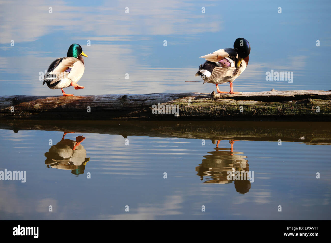 Sitting ducks hi-res stock photography and images - Alamy