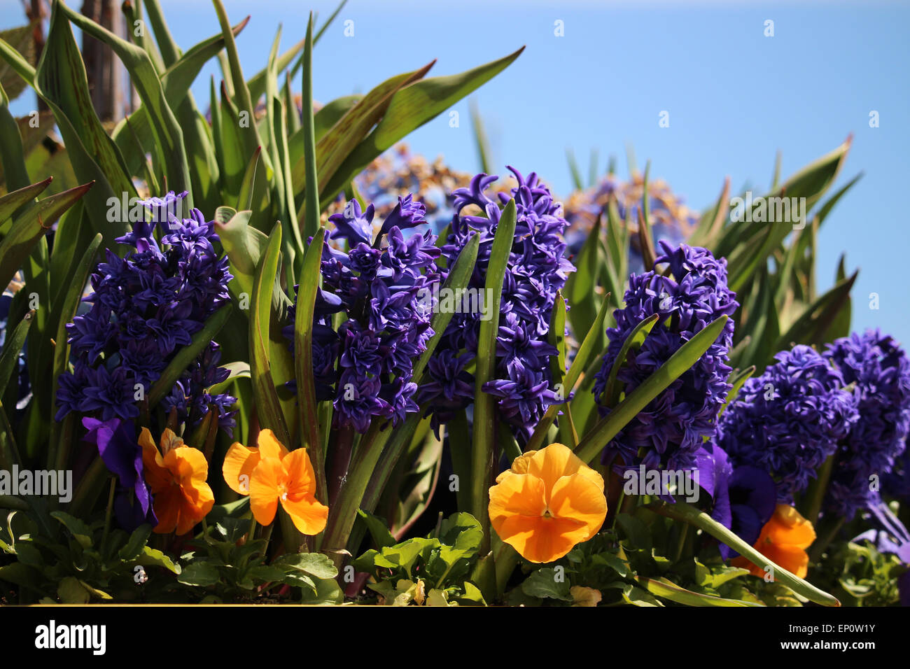 Nature blooms hi-res stock photography and images - Alamy