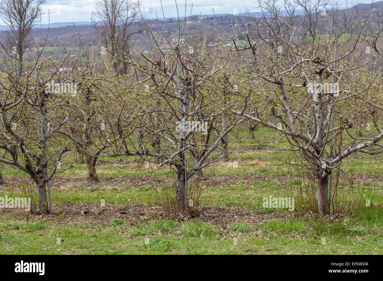Rows of apple trees blooming on a countryside orchard during springtime ...