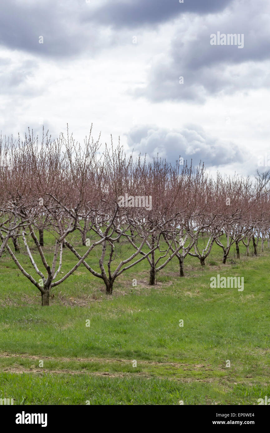 Rows of apple trees blooming on a countryside orchard during springtime ...