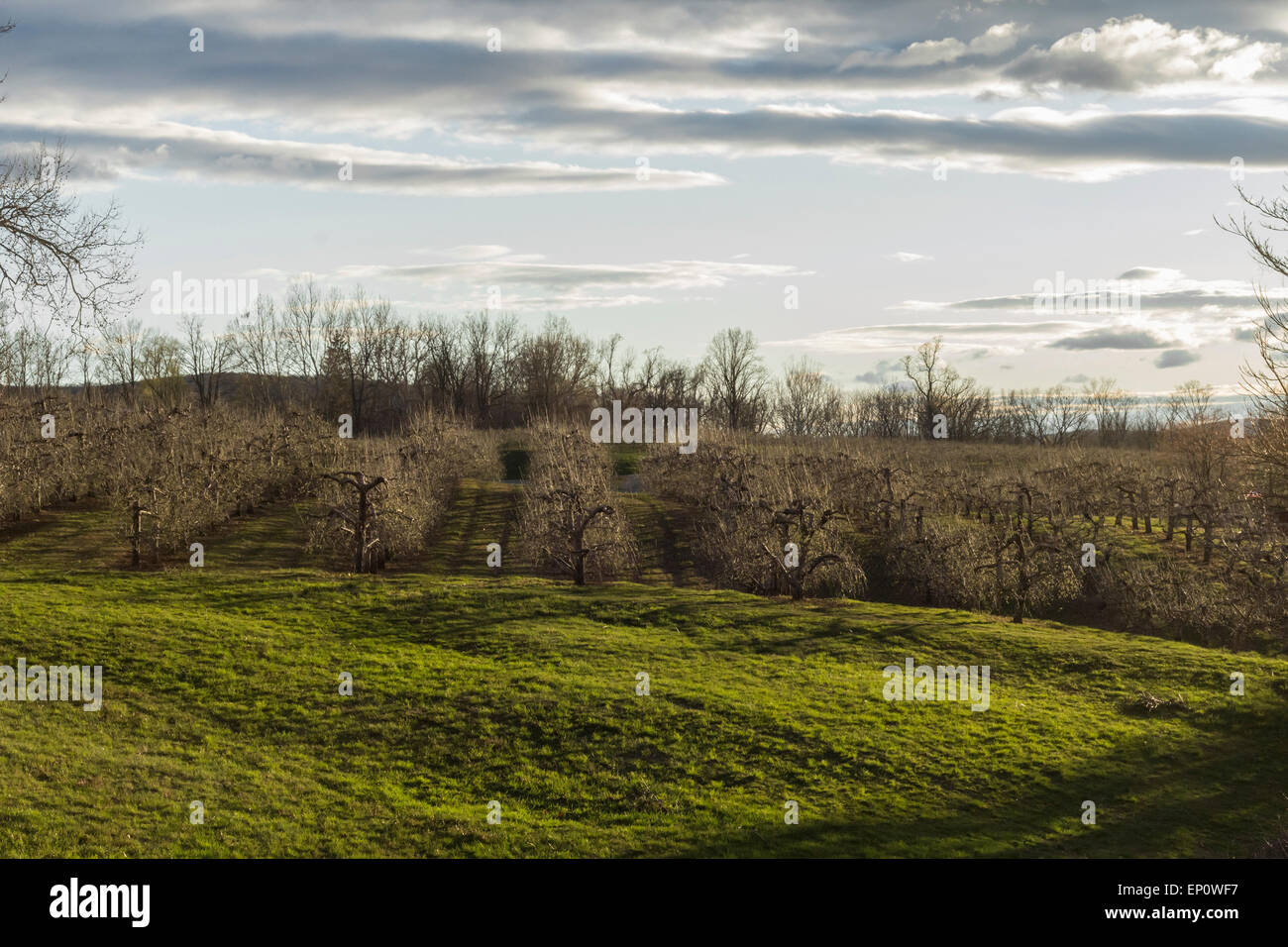 Rows of apple trees blooming on a countryside orchard during springtime ...