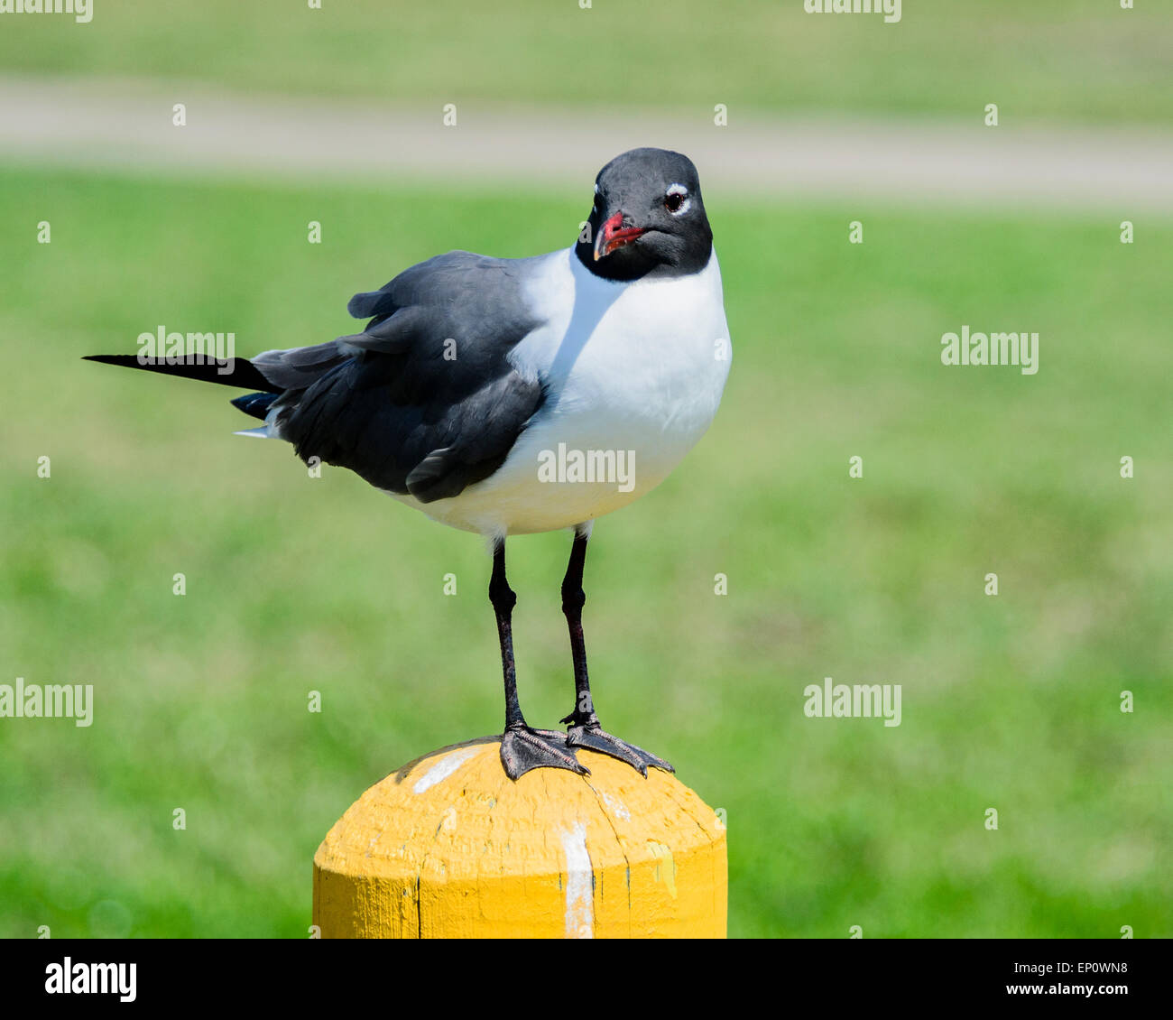 Texas gulf coast birds hi-res stock photography and images - Alamy
