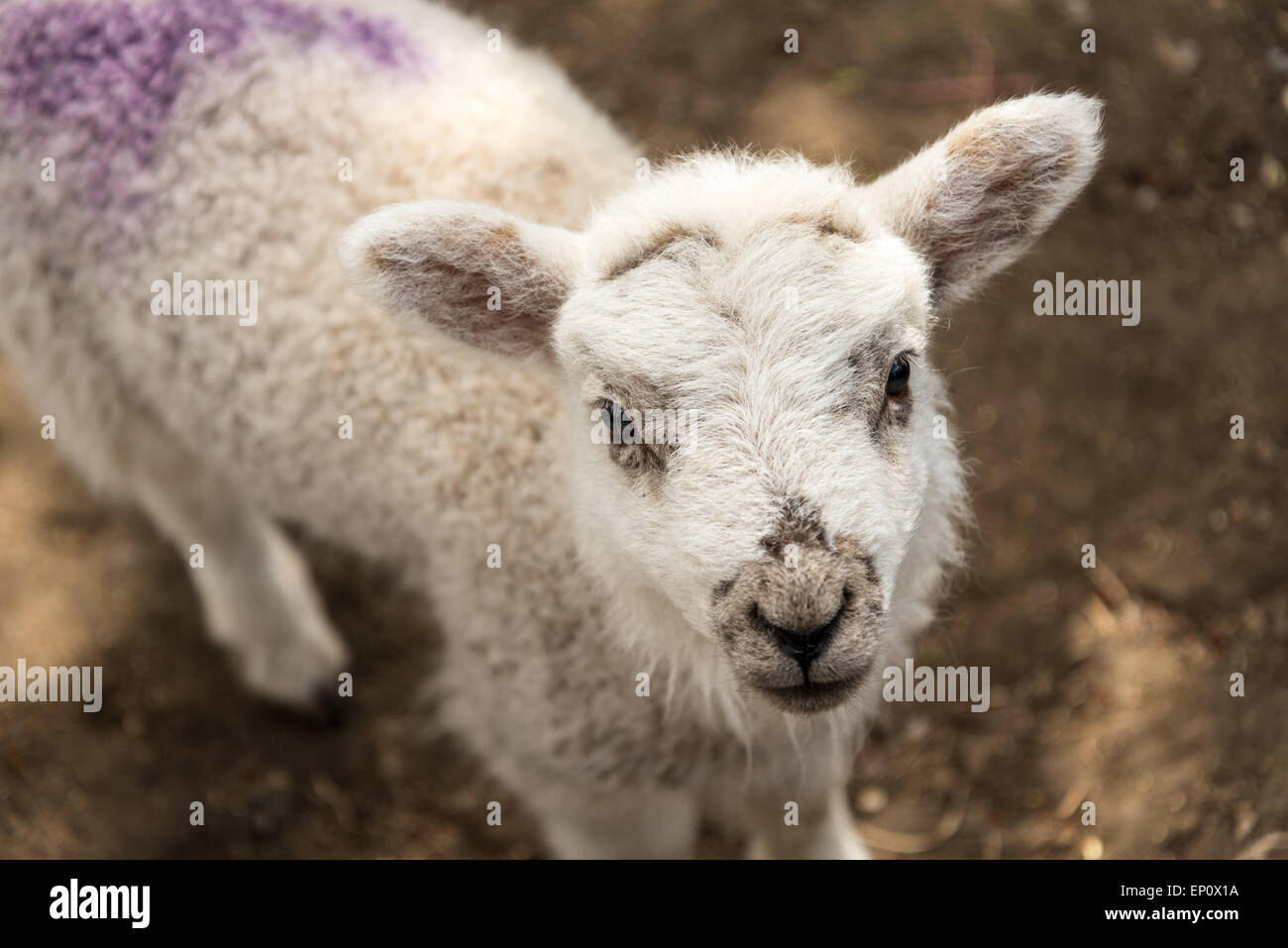 Cute spring lamb hi-res stock photography and images - Alamy