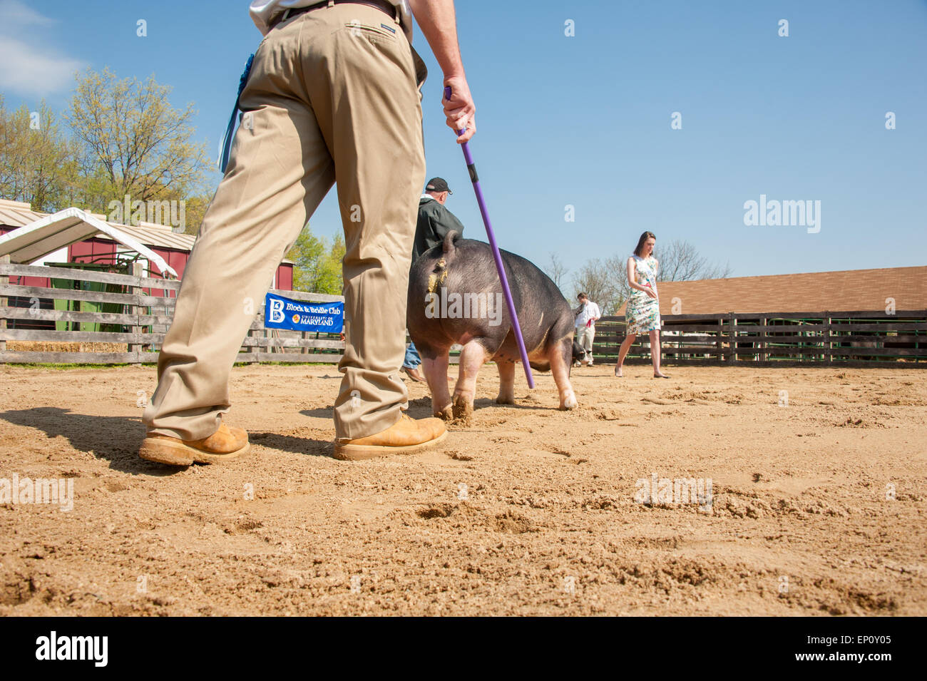 College livestock hi-res stock photography and images - Alamy