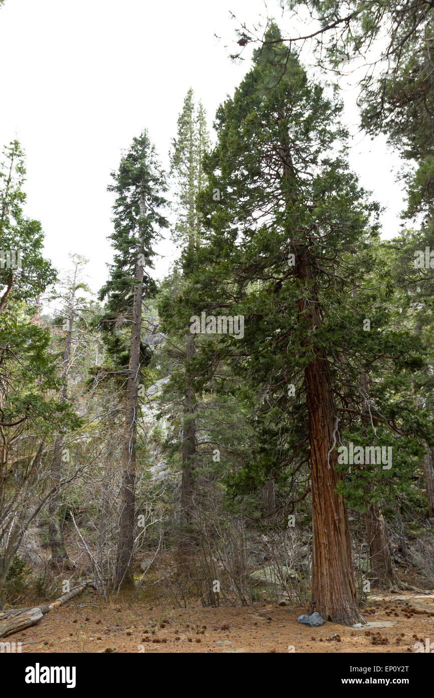Tall Cedar Tree High Resolution Stock Photography and Images - Alamy