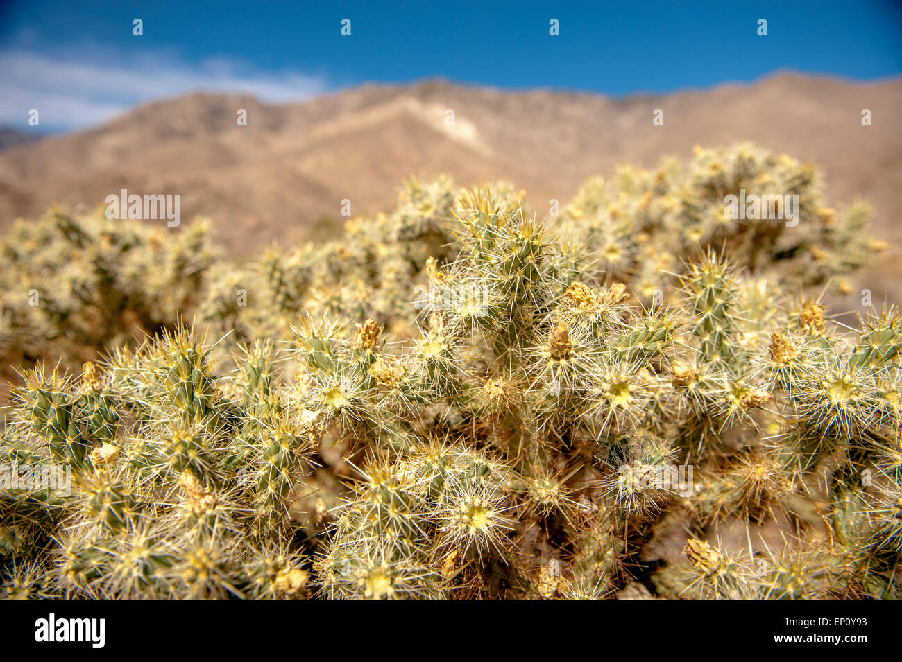 Cactus in the desert hi-res stock photography and images - Alamy