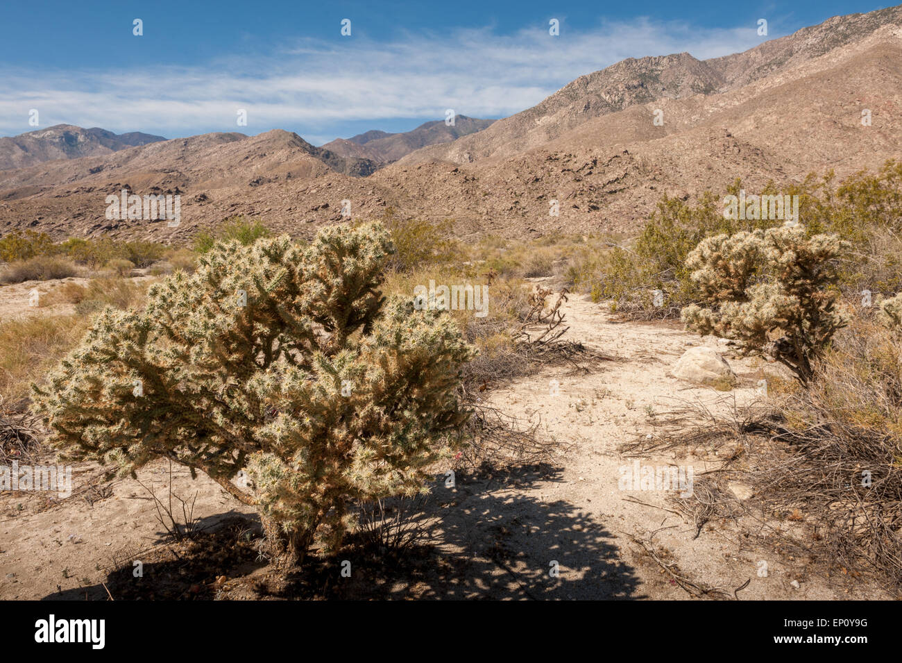 Cactus in the desert hi-res stock photography and images - Alamy