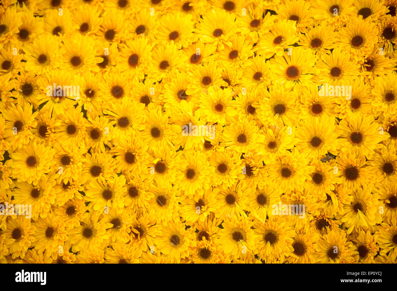 Black Eyed Susan flowers in Baltimore, Maryland, USA Stock Photo - Alamy