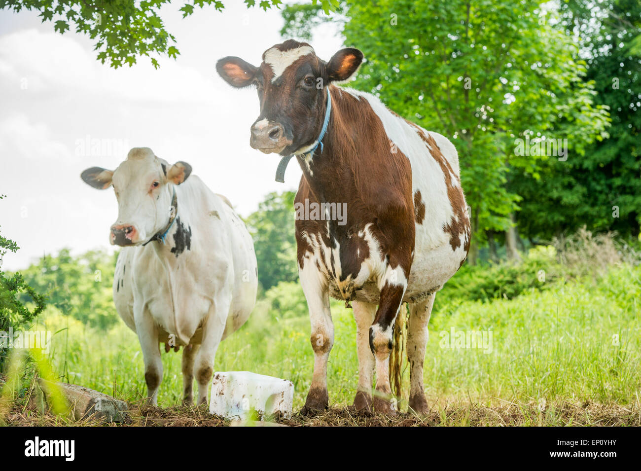 Cow in muddy field hi-res stock photography and images - Alamy