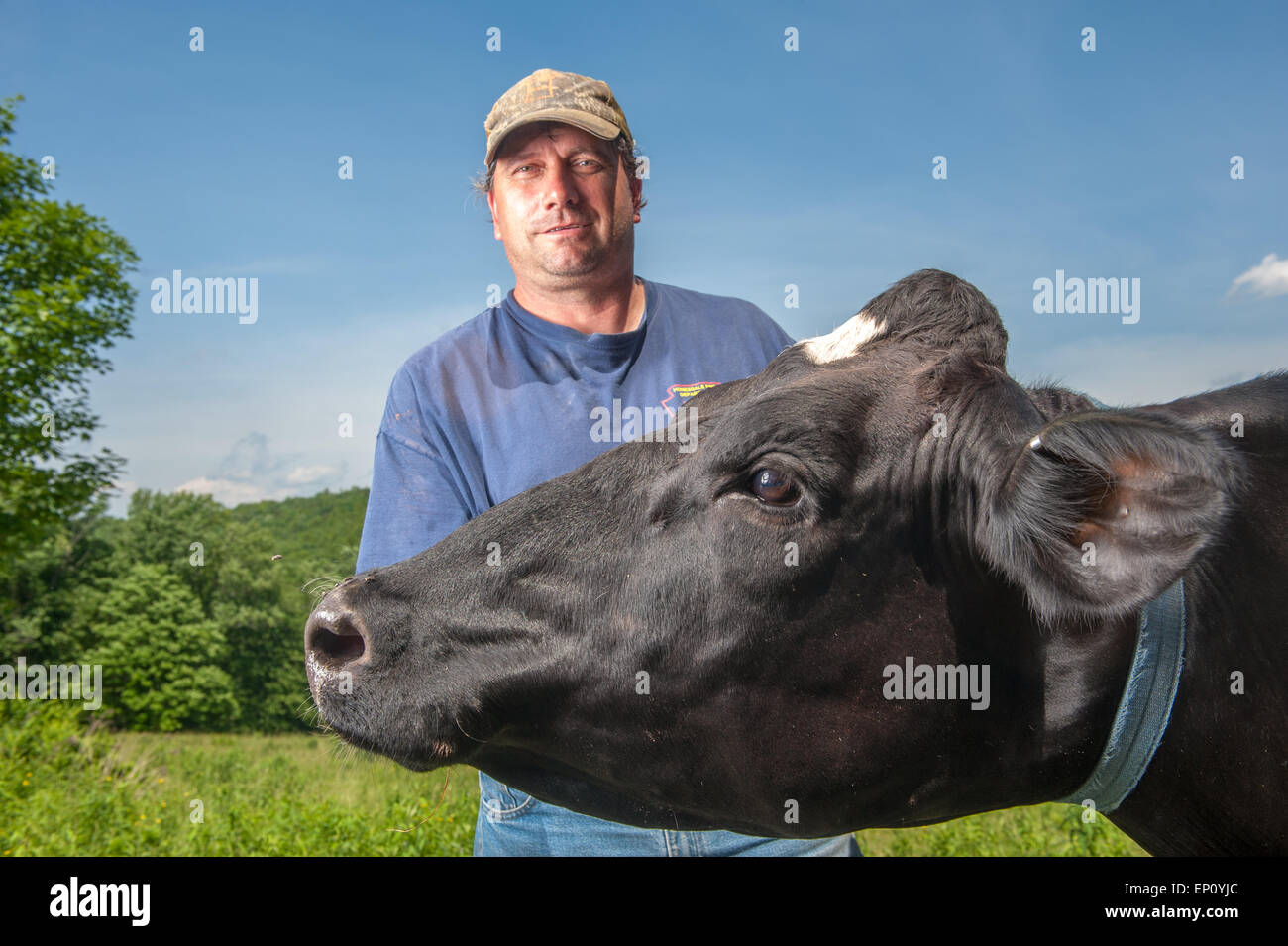 Man standing with cow in a field in Honesdale, PA Stock Photo - Alamy
