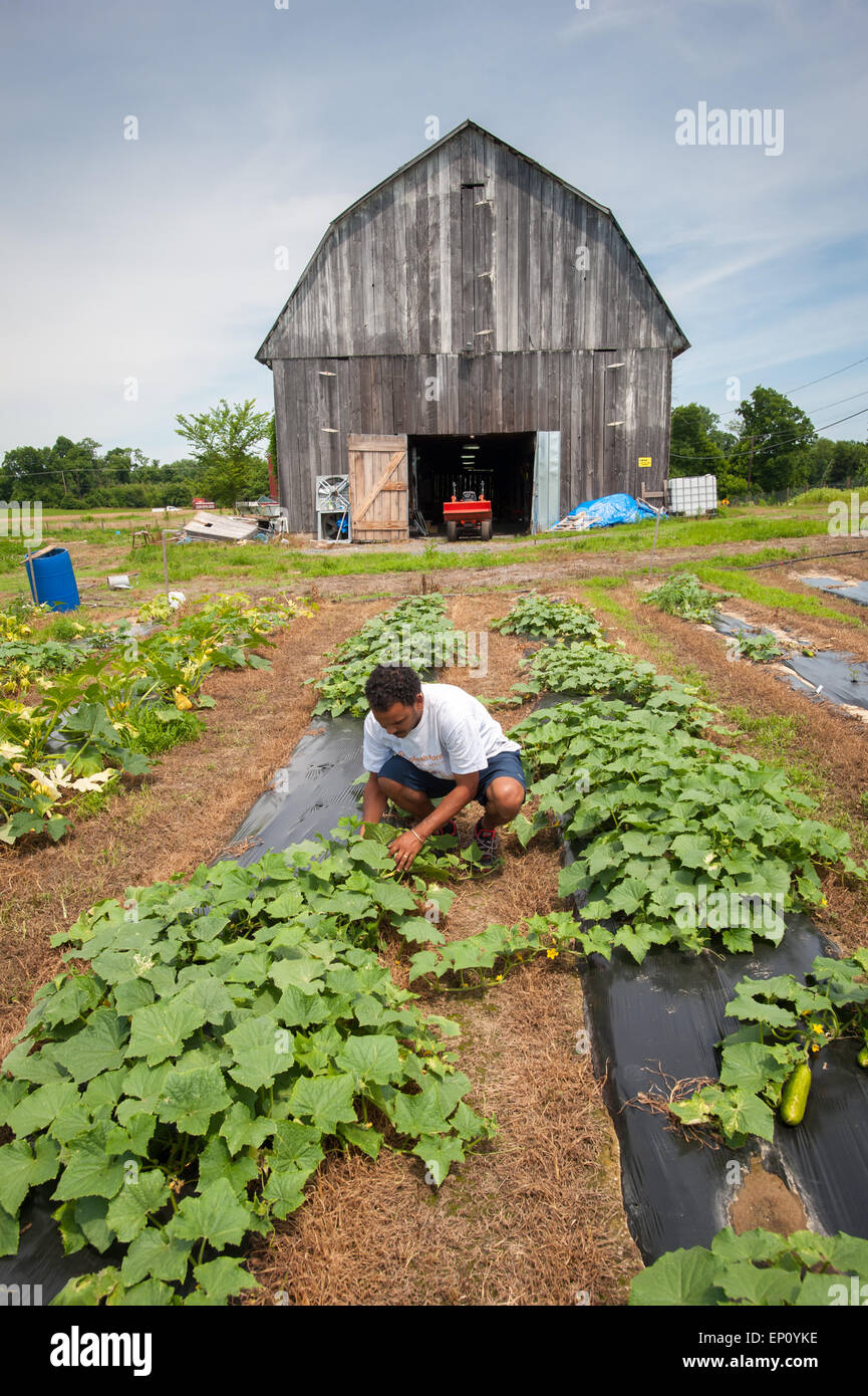 African American farmer working with vegetable plants, showing a barn ...