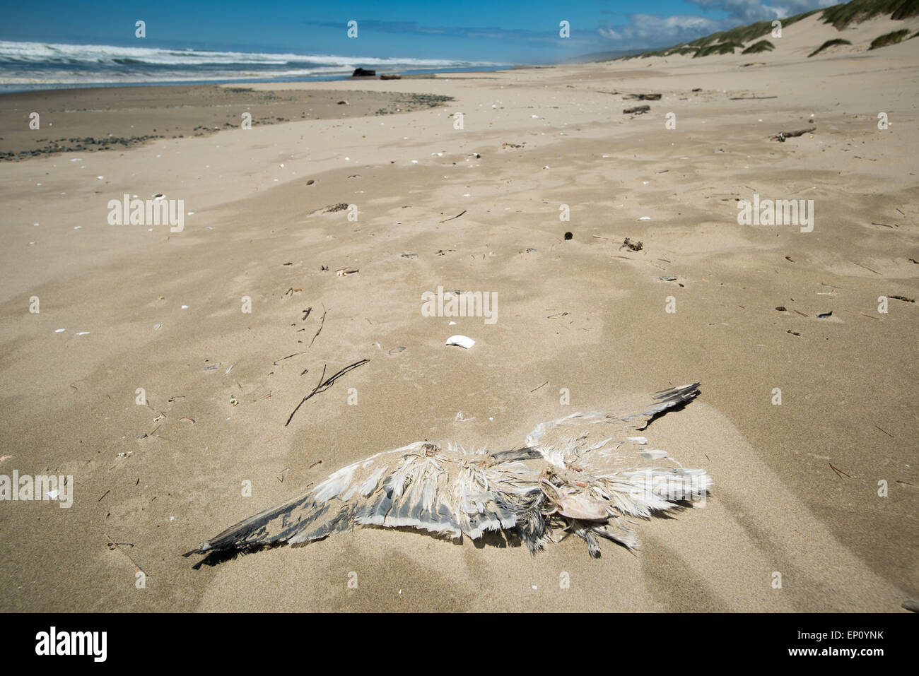 Dead bird carcass hi-res stock photography and images - Alamy