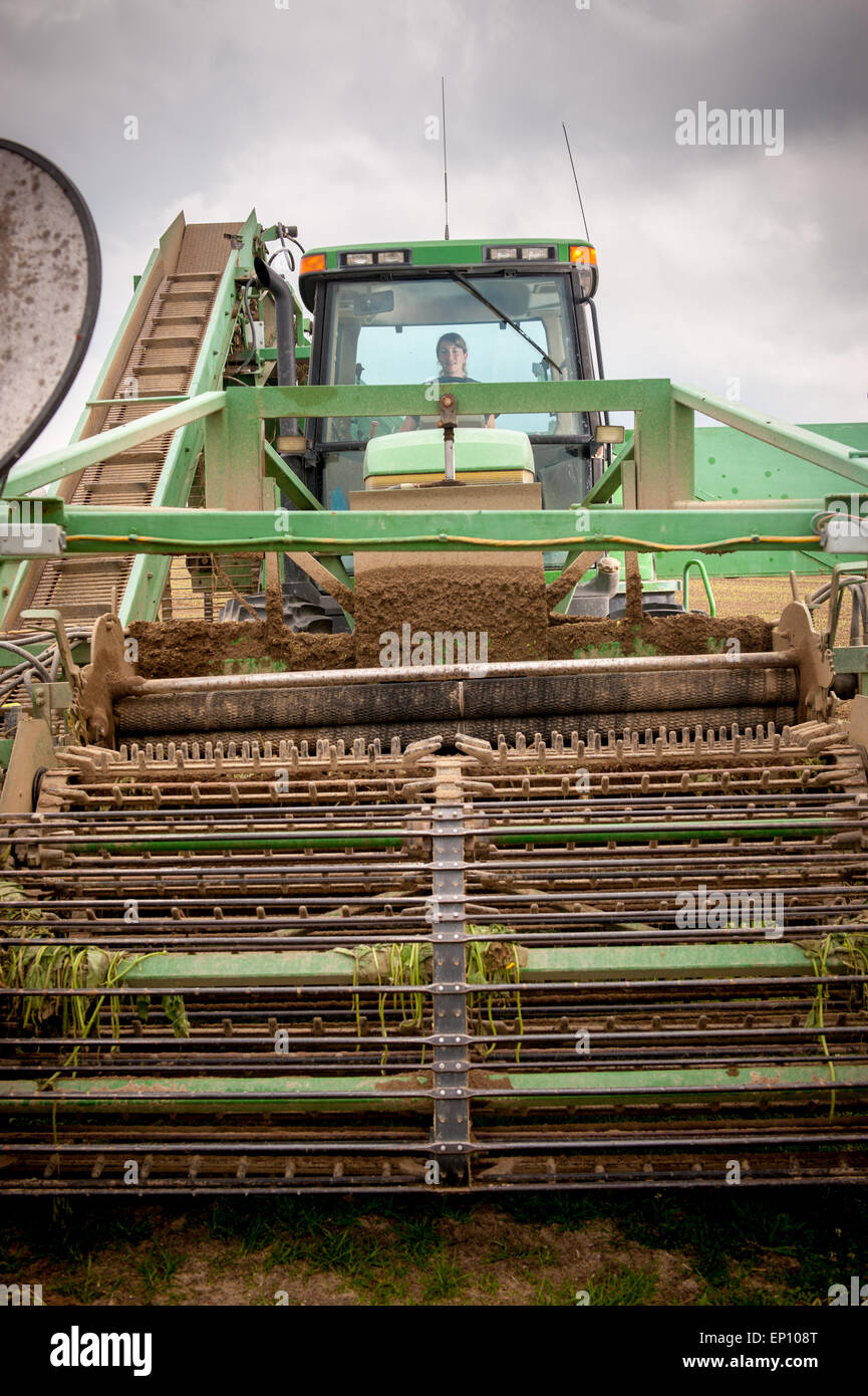 Young woman driving a large cucumber harvester at a cucumber farm near ...