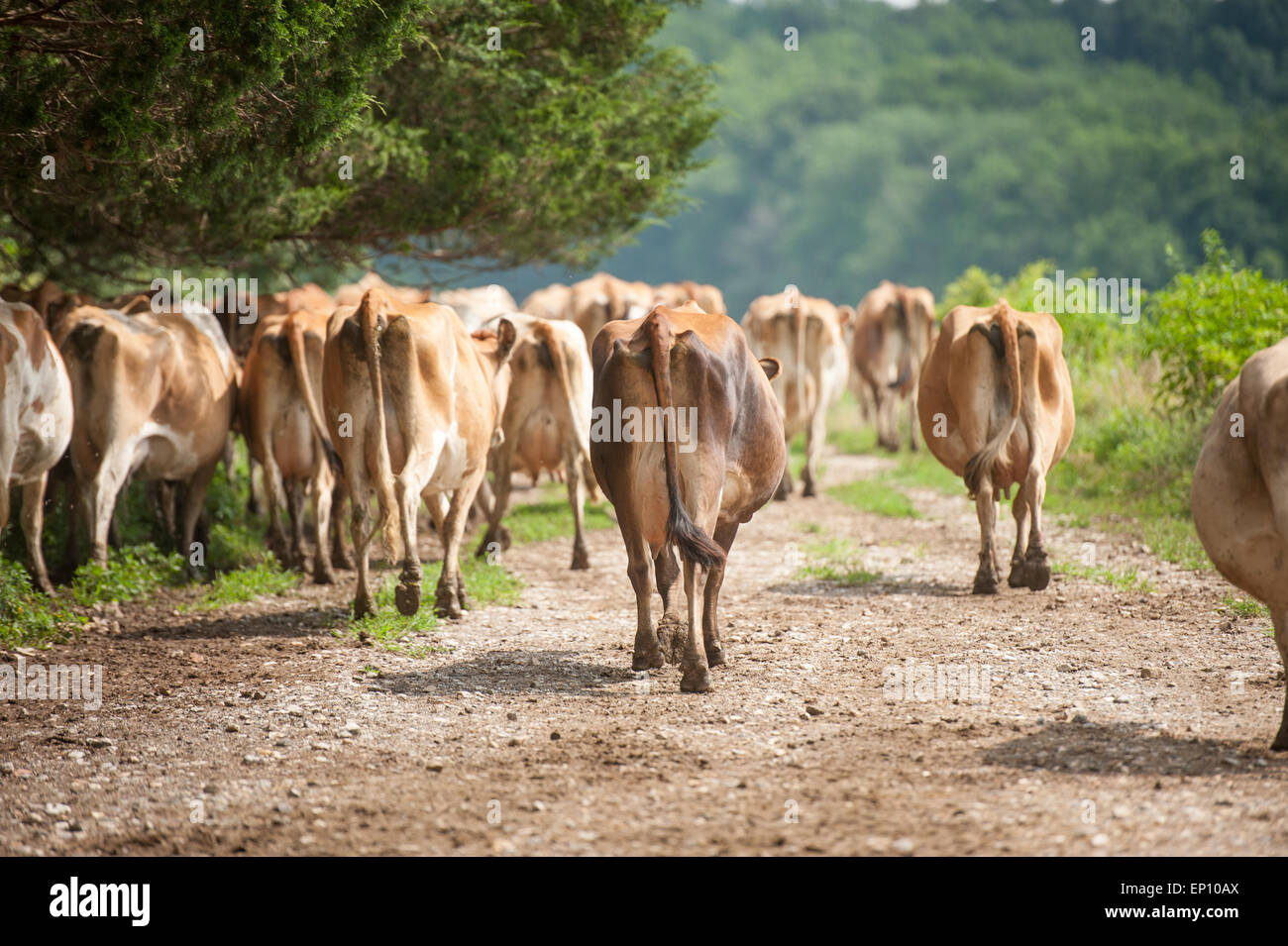 Rear of a cow High Resolution Stock Photography and Images - Alamy