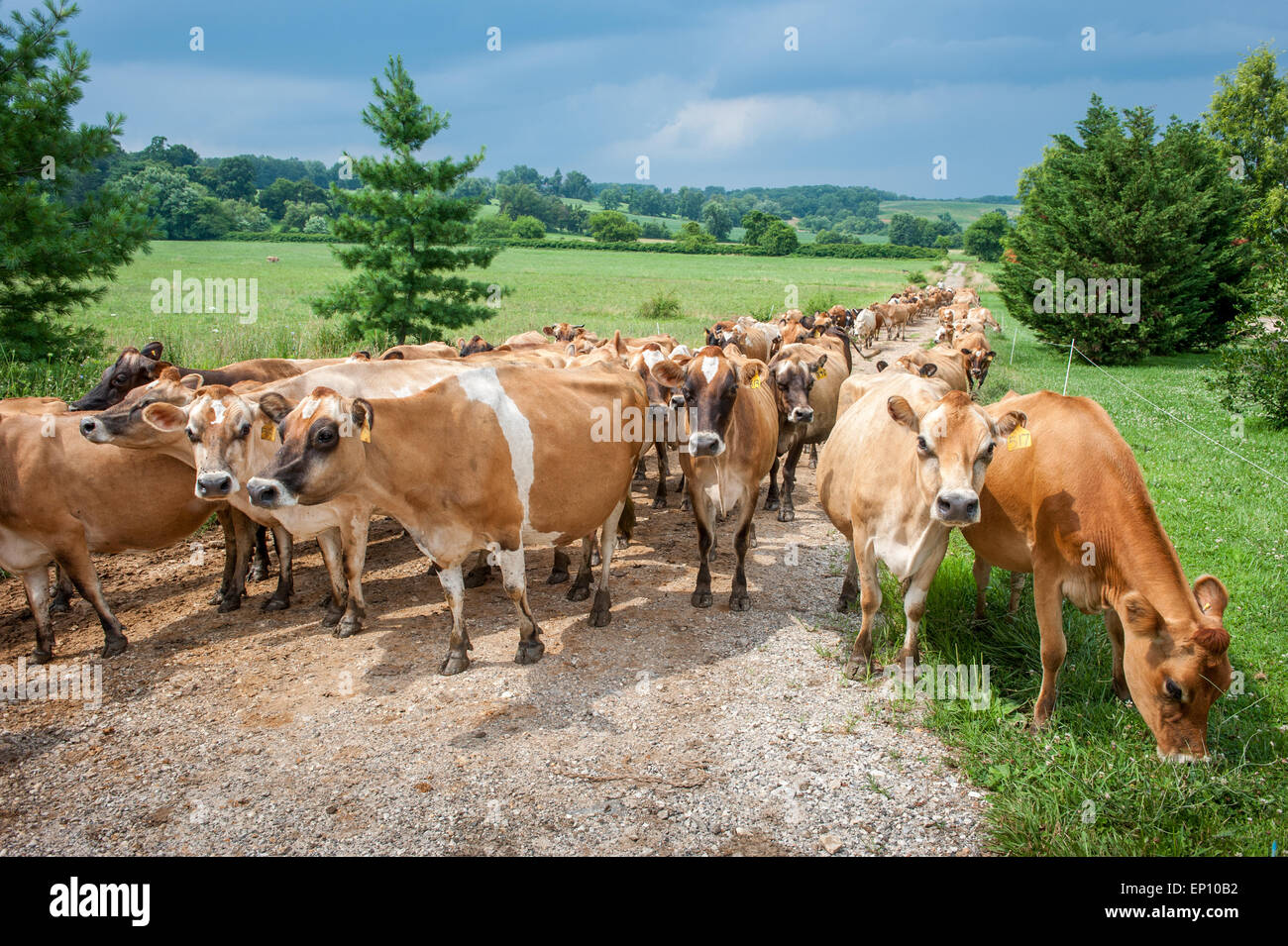 Dairy cows walking down a gravel road near Long Green, Maryland, USA ...