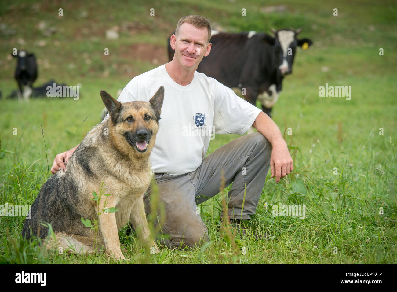 Are German Shepherds Good Cattle Dogs