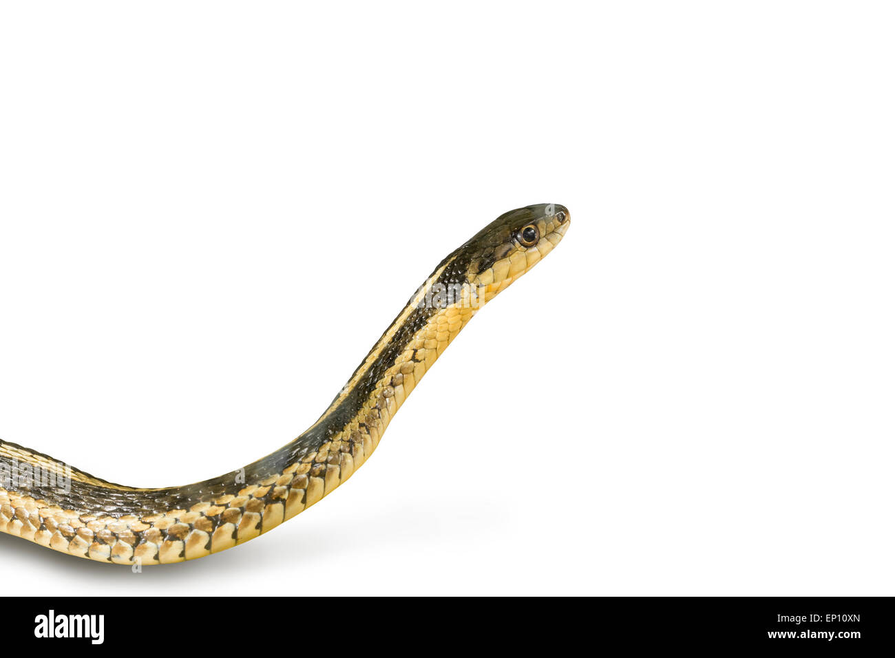 Slithering eastern garter snake also known as Thamnophis sirtalis ...