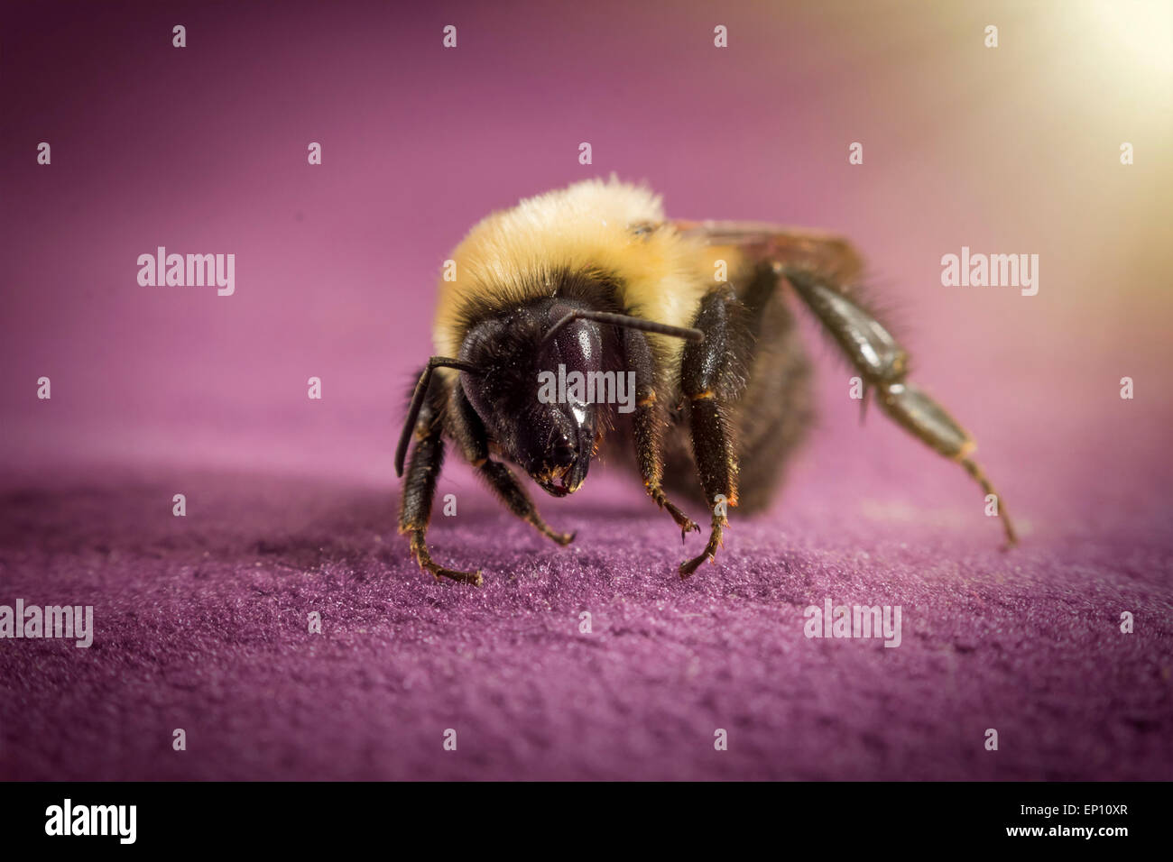 Common eastern bumblebee lands on purple surface in close up macro shot ...
