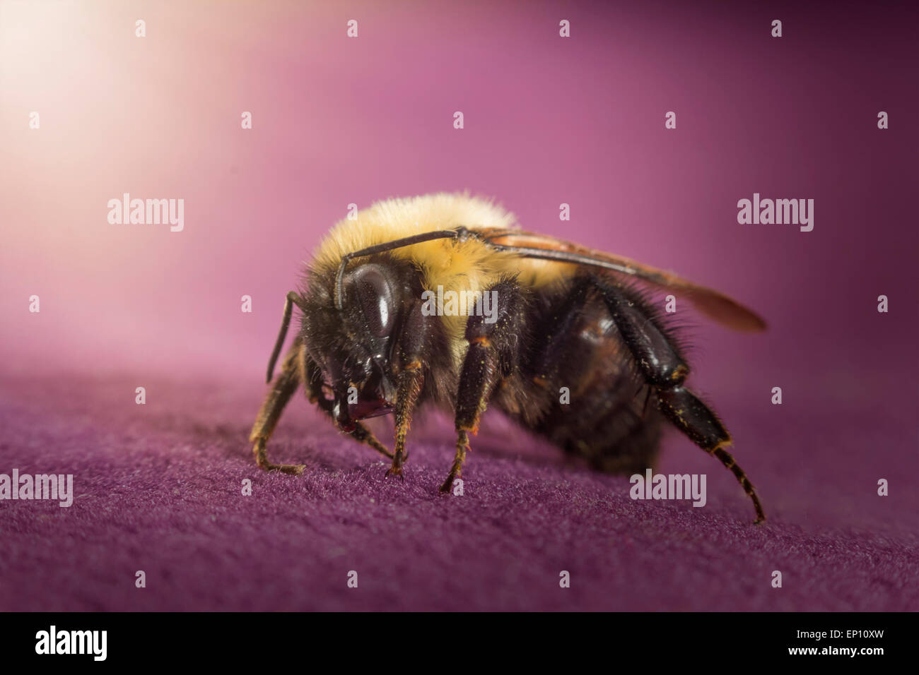 Common eastern bumblebee lands on purple surface in close up macro shot ...