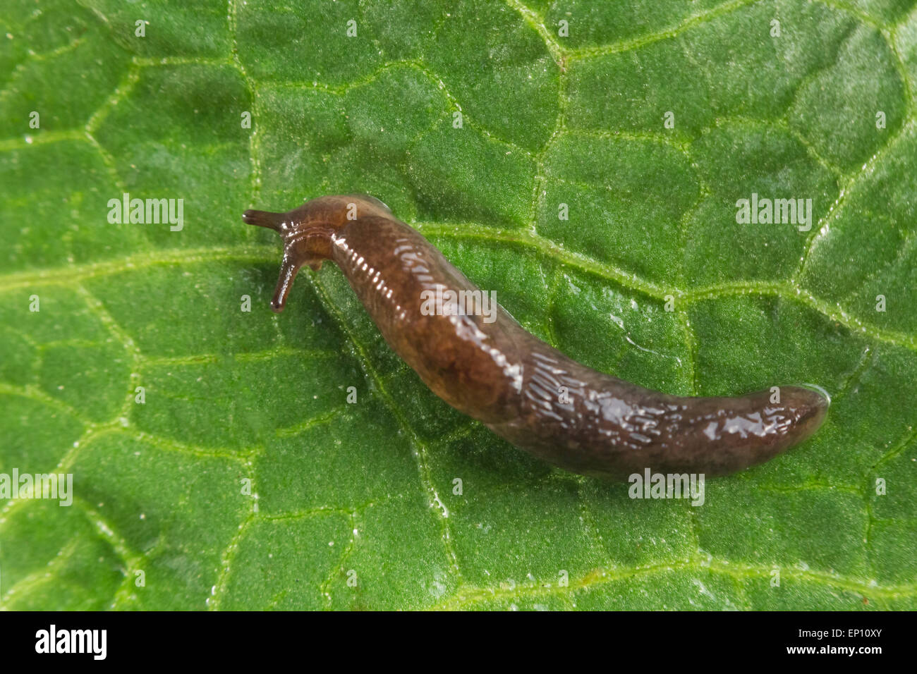 Common garden slug slithers along a leaf in close up macro photo Stock ...
