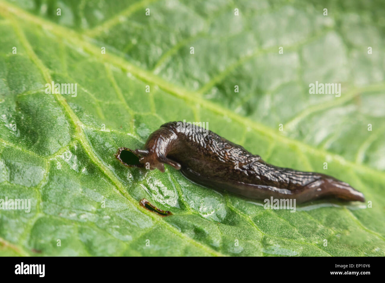 Common garden slug slithers along a leaf in close up macro photo Stock ...