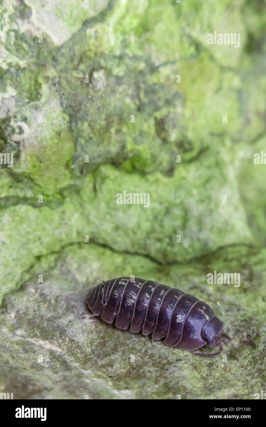 Roly poly bug hi-res stock photography and images - Alamy