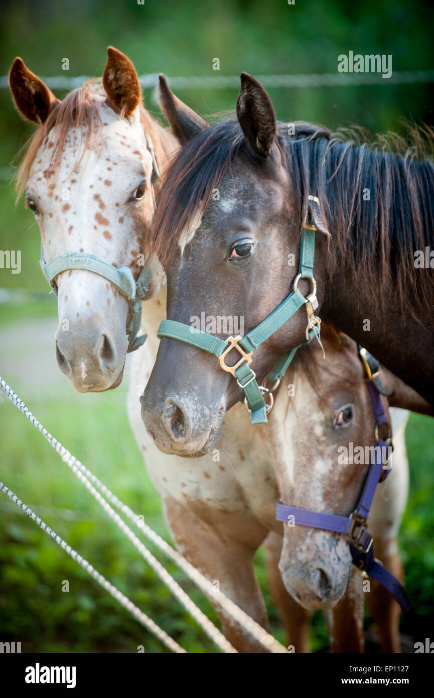 Gambrills Maryland High Resolution Stock Photography and Images - Alamy