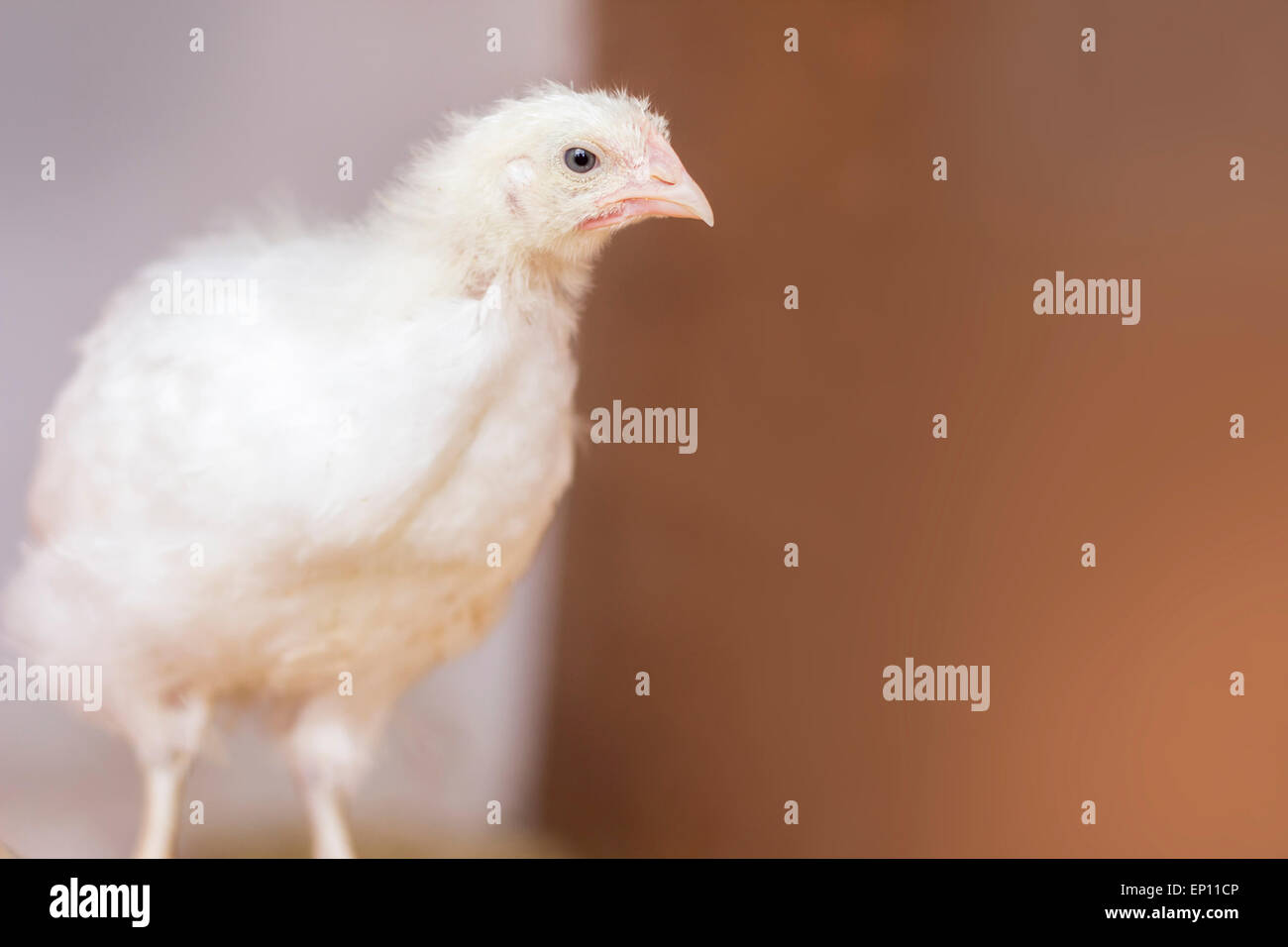 Adolescent chicken perched in chicken coop in farm background Stock ...