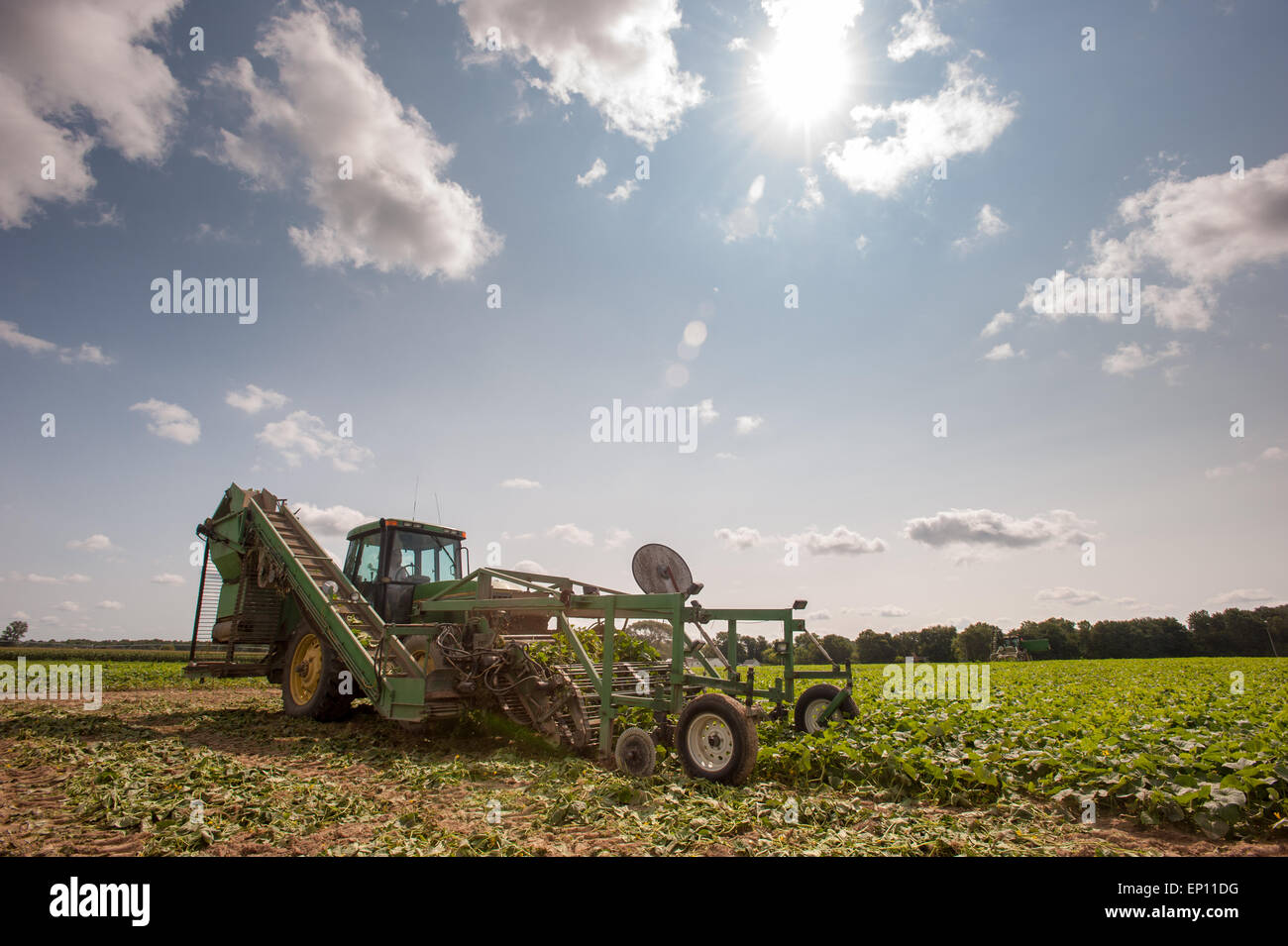 Cucumber picker hi-res stock photography and images - Alamy