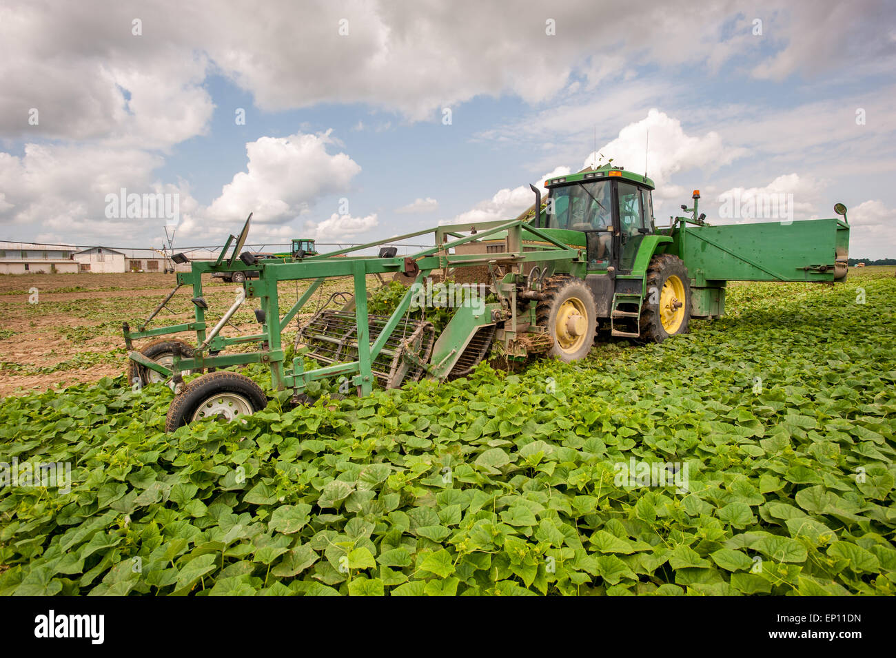 Cucumber picker hi-res stock photography and images - Alamy
