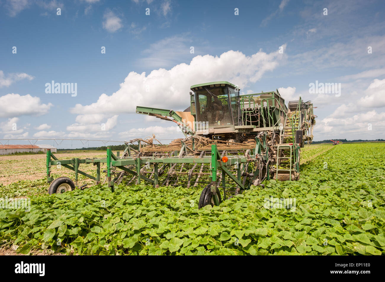 Cucumber picker hi-res stock photography and images - Alamy