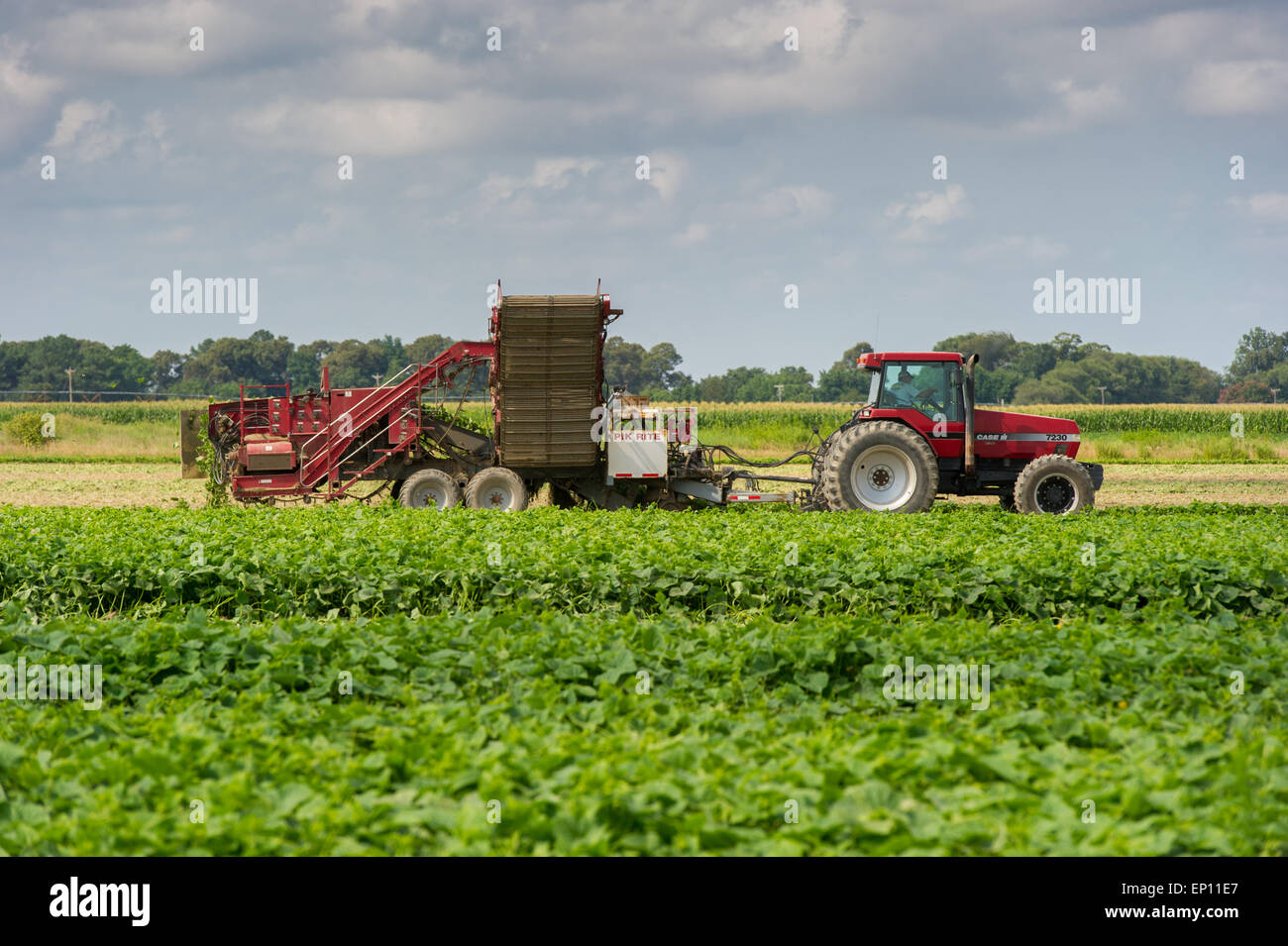 Cucumber picker hi-res stock photography and images - Alamy