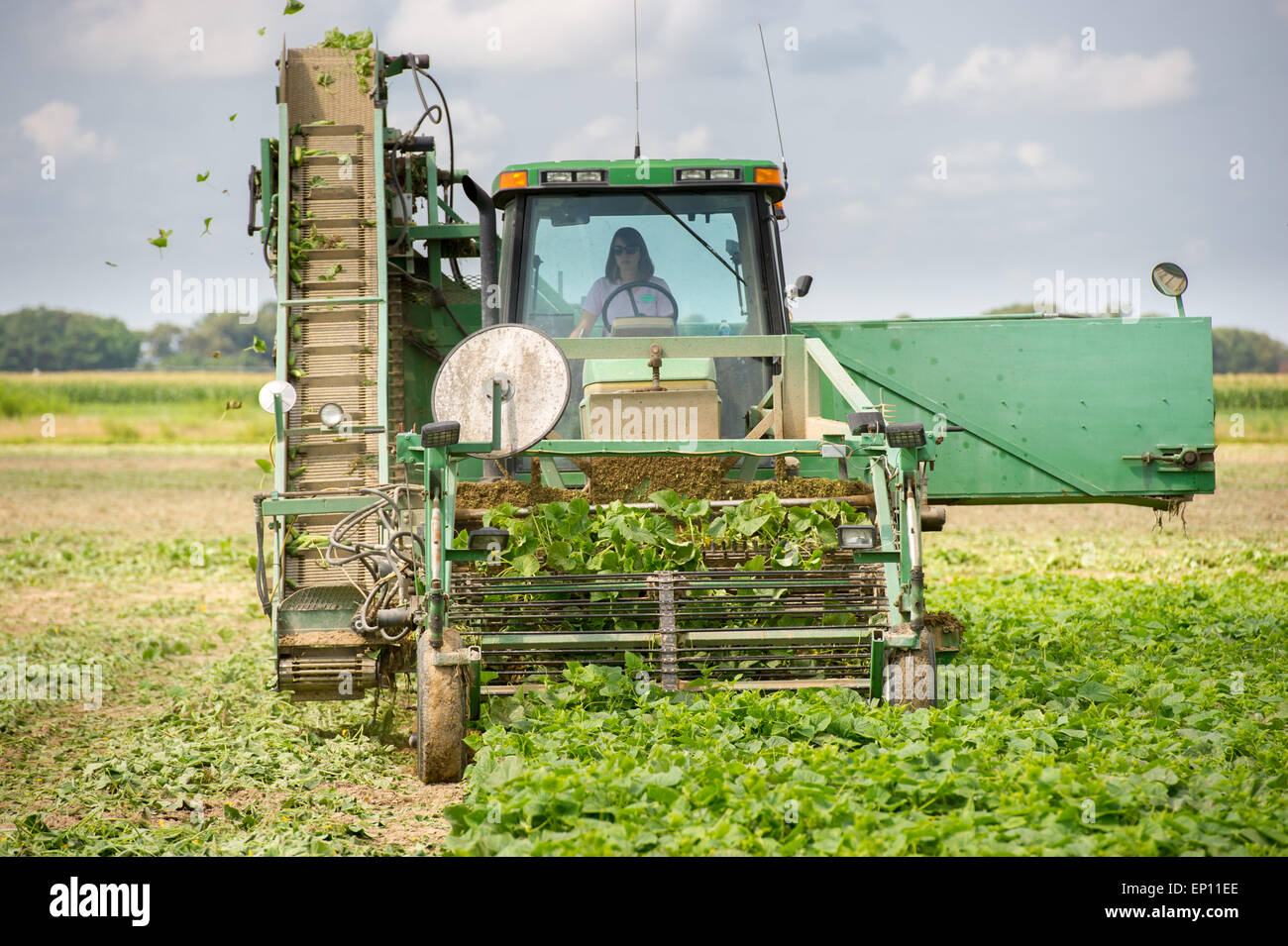 Cucumber picker hi-res stock photography and images - Alamy