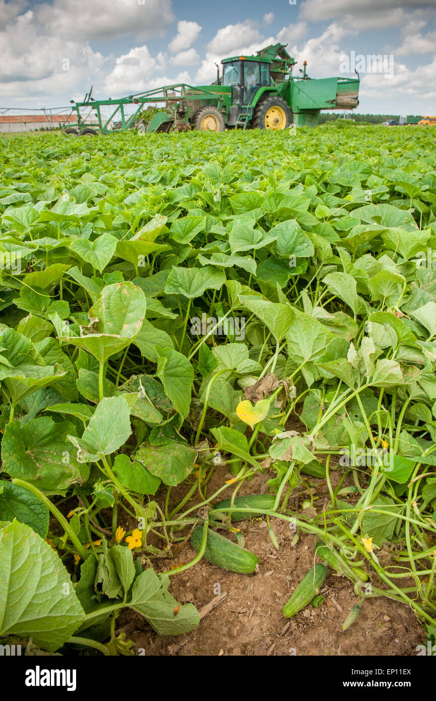 Cucumber picker hi-res stock photography and images - Alamy