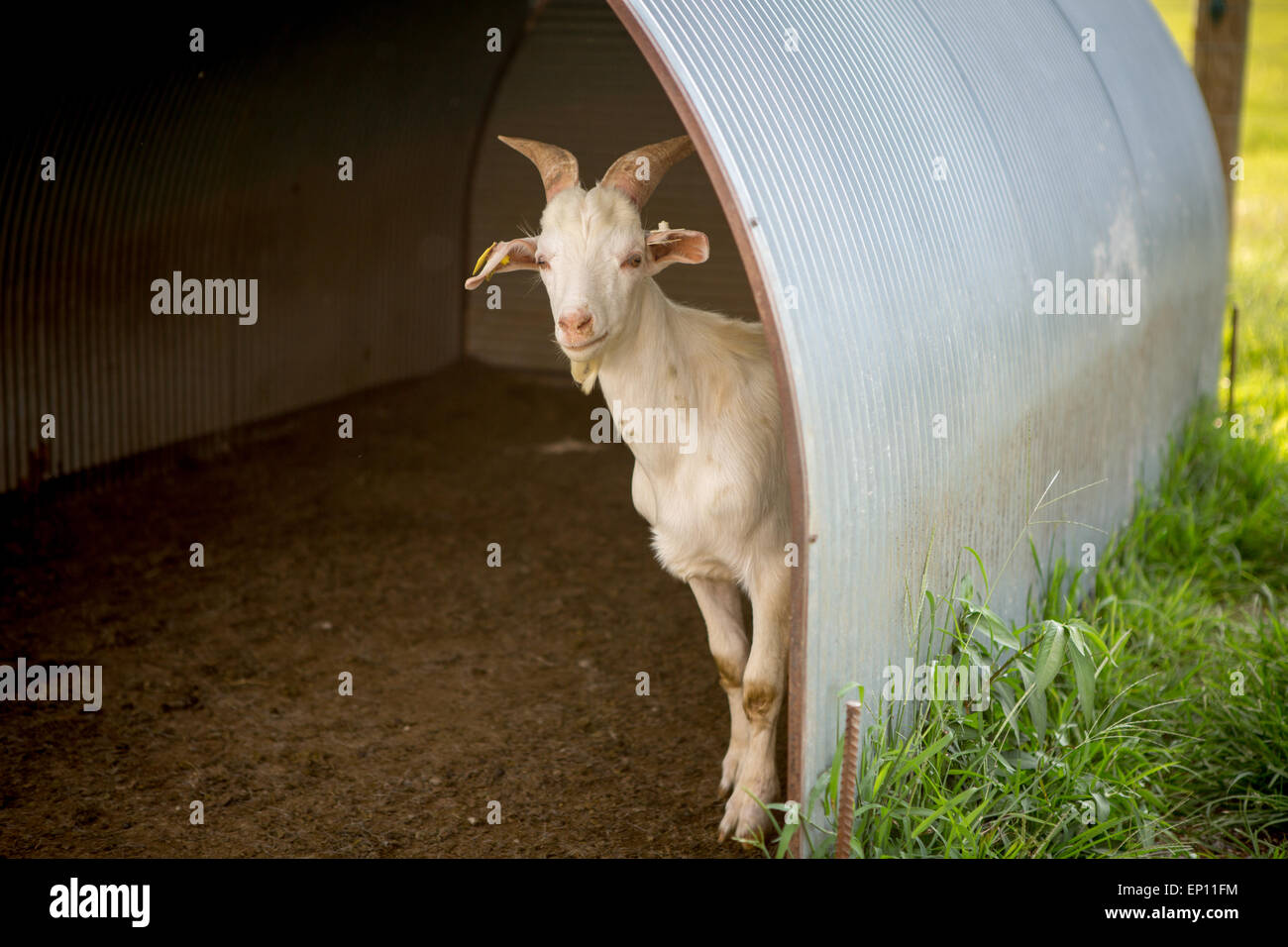 Goat standing in hut in Keedysville, Maryland, USA Stock Photo - Alamy