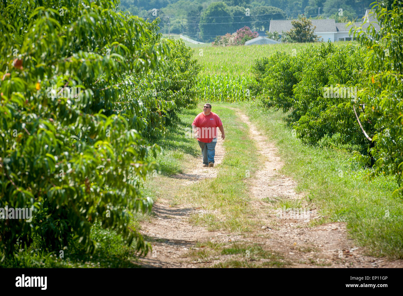 Farmer apples orchard hi-res stock photography and images - Alamy
