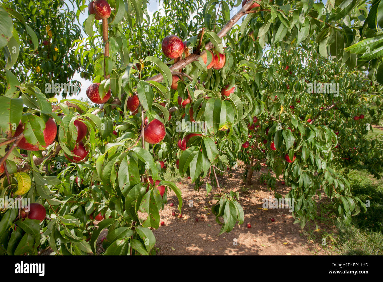 Apple trees in Westminster, Maryland, USA Stock Photo - Alamy