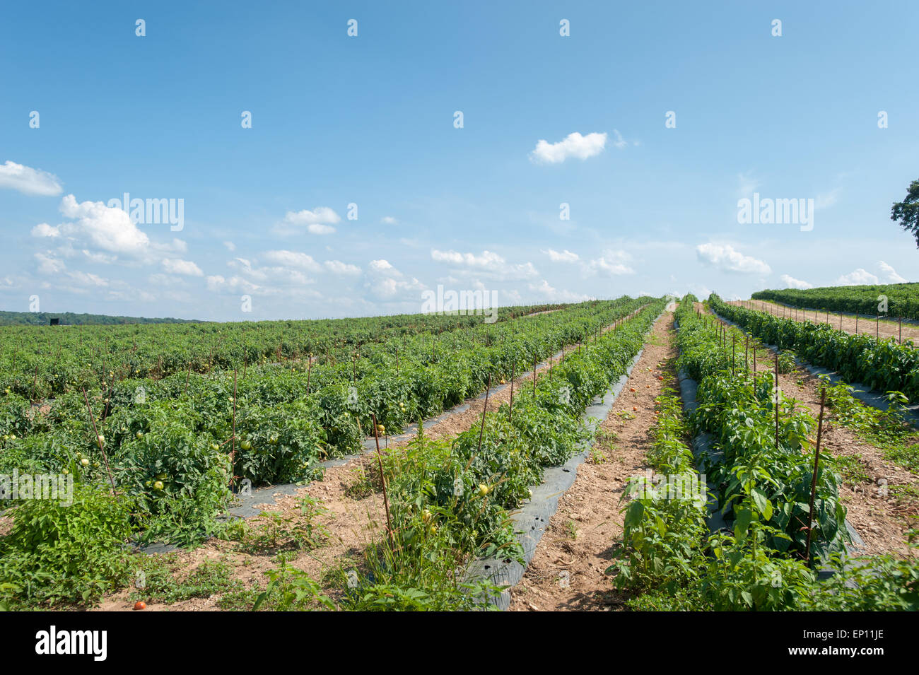 Crop fruit hi-res stock photography and images - Alamy