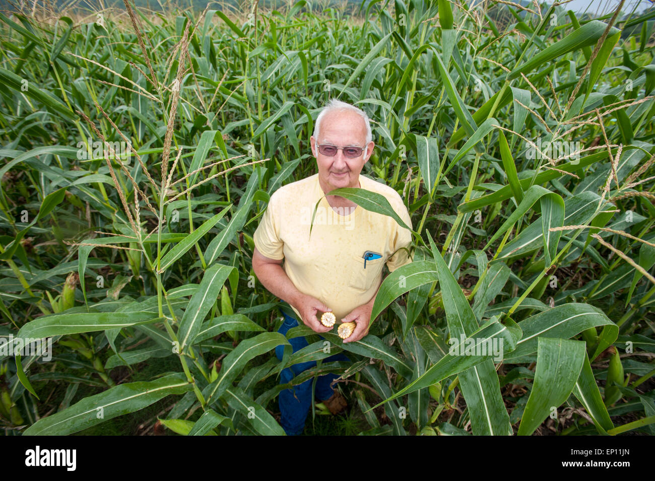 Male farmer in cornfield holding corn (Maize Stock Photo - Alamy