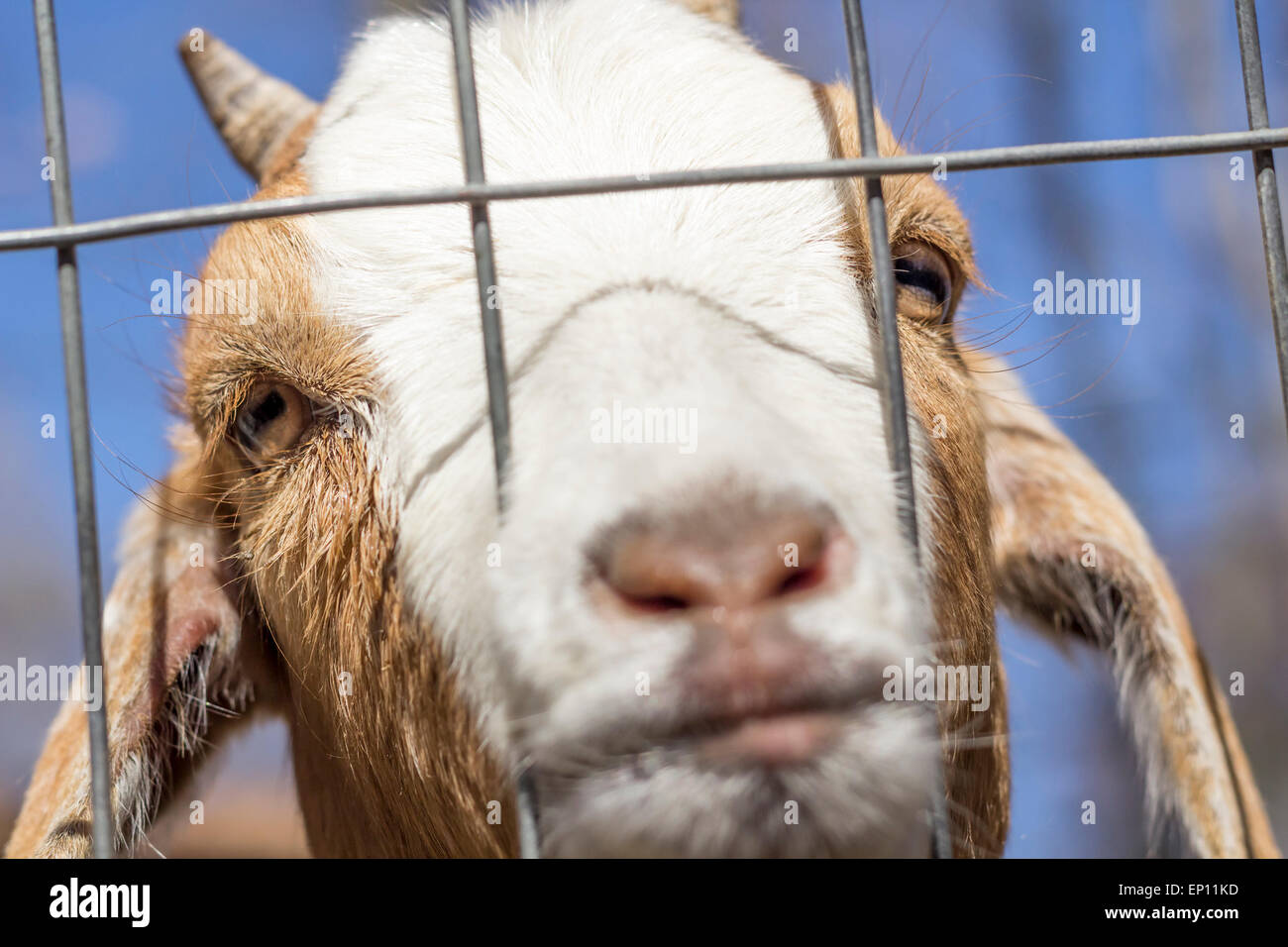 Amazon Rainforest Animals Clipart Goat