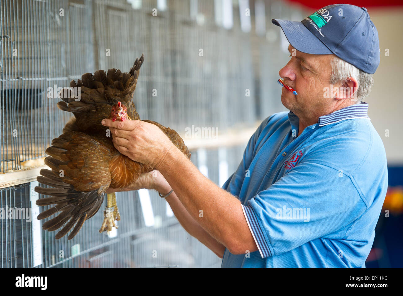 Man inspecting chicken Stock Photo - Alamy