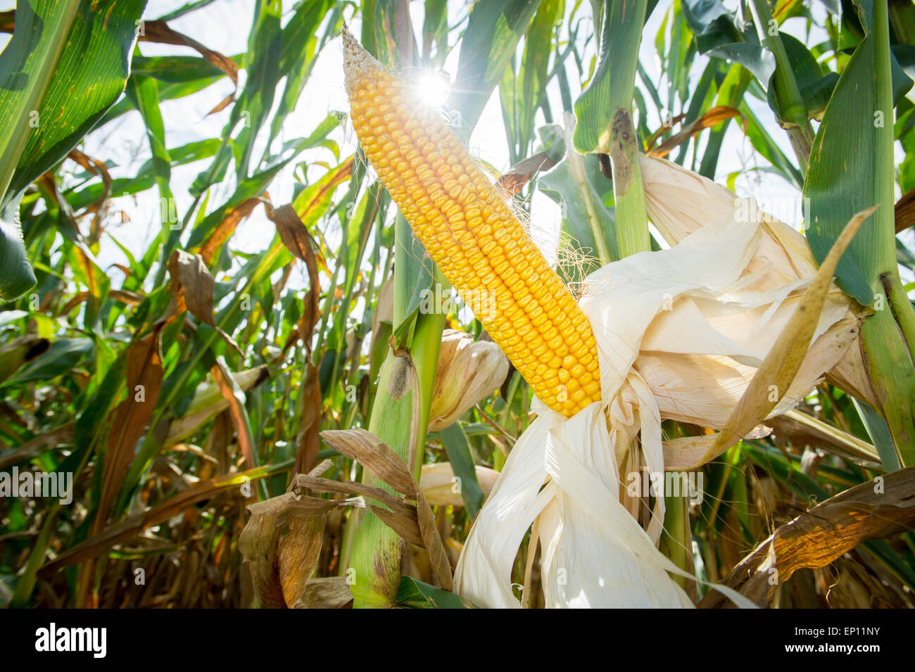 In the corn field hi-res stock photography and images - Alamy