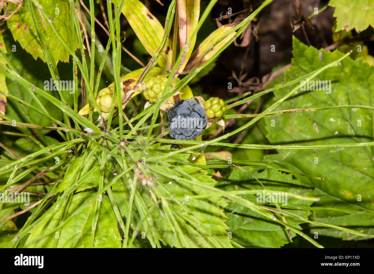 BlackBerry fruit, juicy stone fruits, assorted black or black and red ...