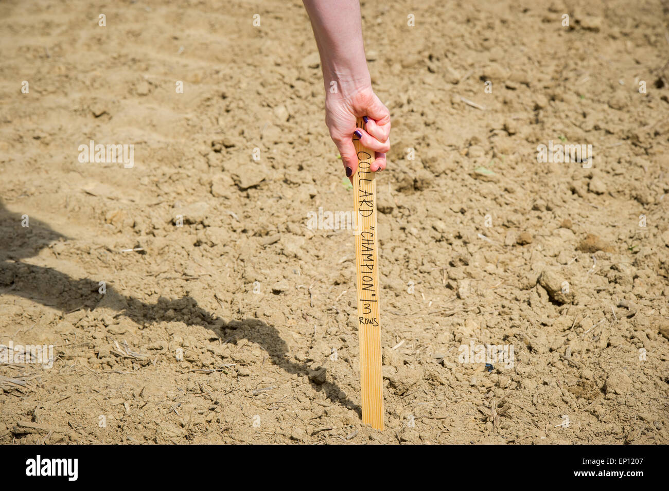 Hand planting wooden stick that labels vegetable in garden in Upper ...