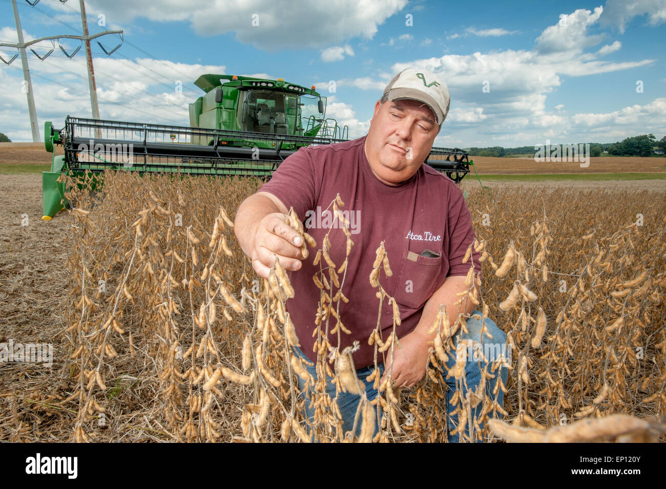 Soybean inspection hi-res stock photography and images - Alamy
