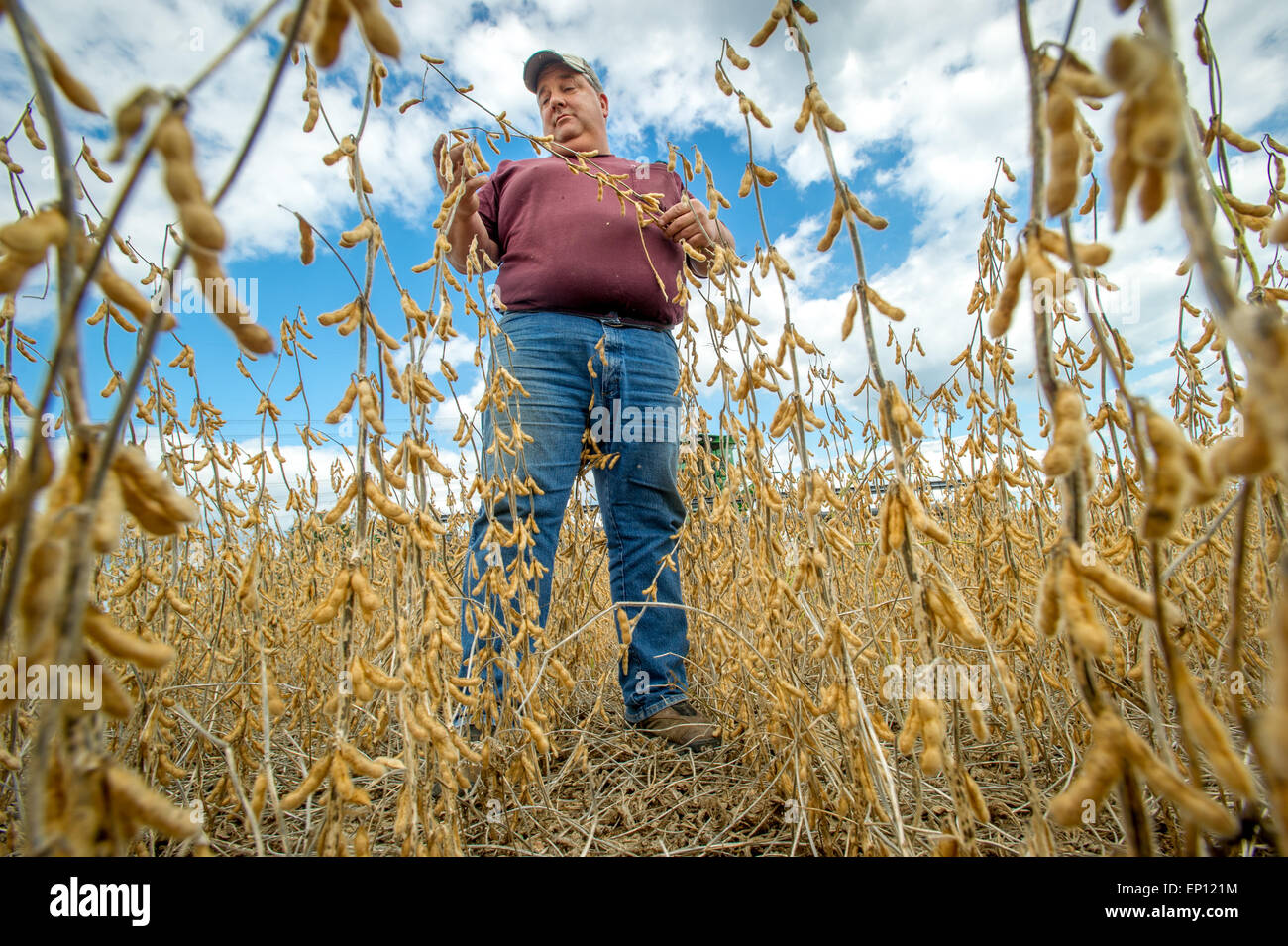 Soybean inspection hi-res stock photography and images - Alamy