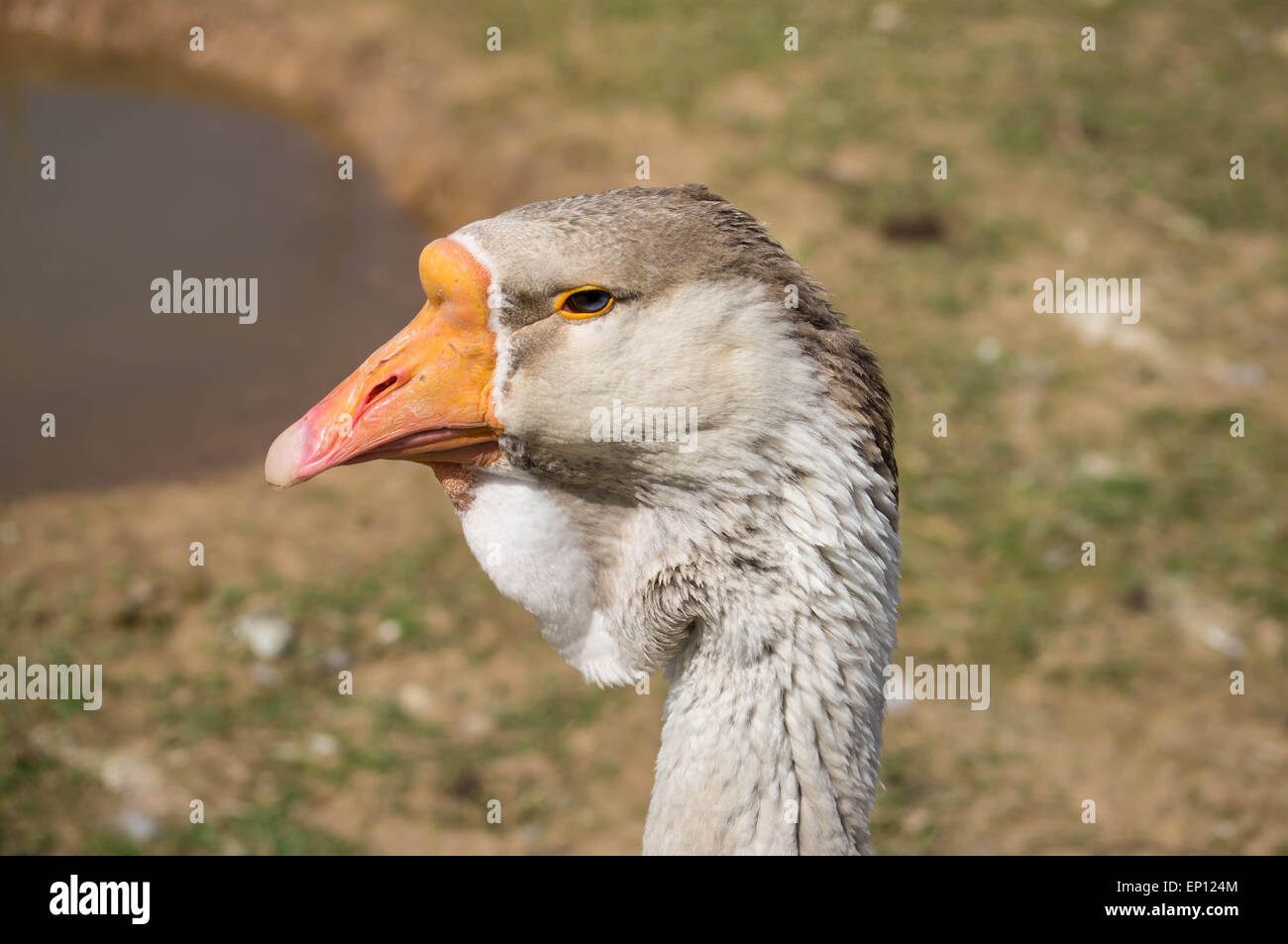 Portrait of a gray goose close up Stock Photo - Alamy