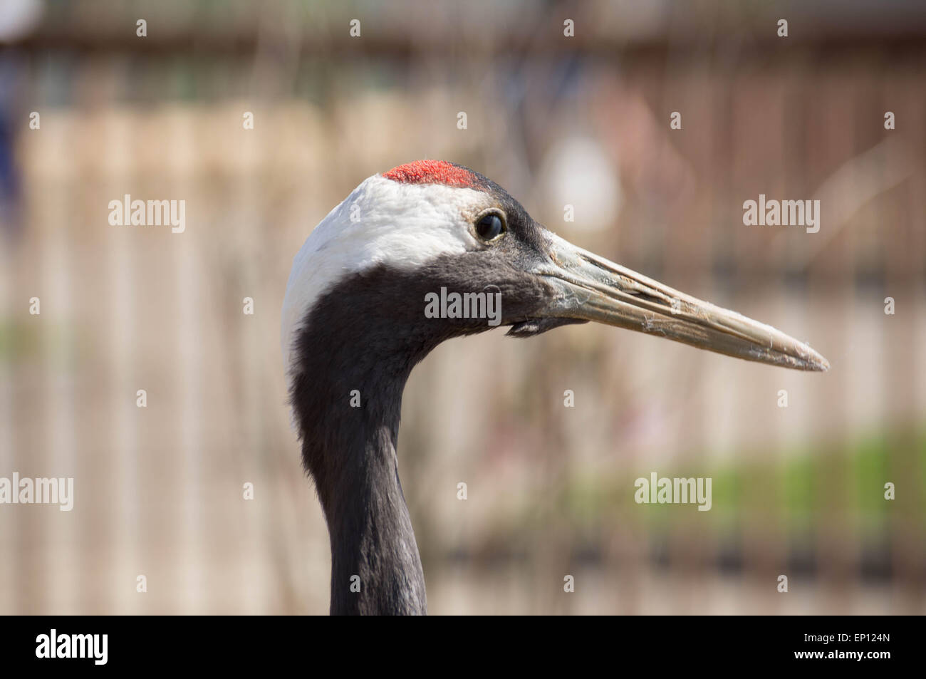 Portrait of the Japanese crane close up Stock Photo - Alamy